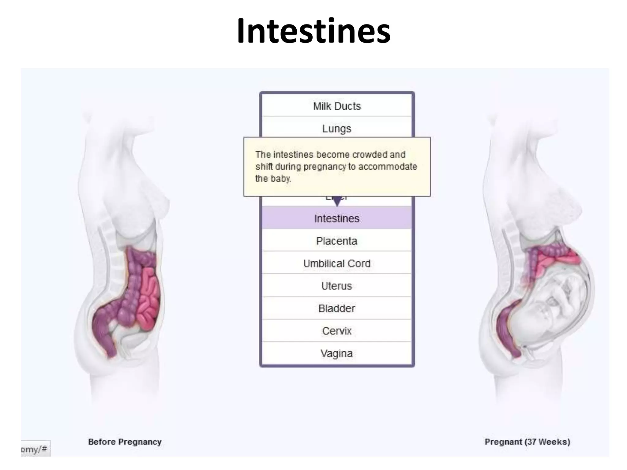 Anatomical changes in Pregnancy | PPTX