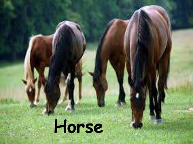 chmsc lab sch project kinds of consumer grade 5 | PPTX | Vegetarian ...