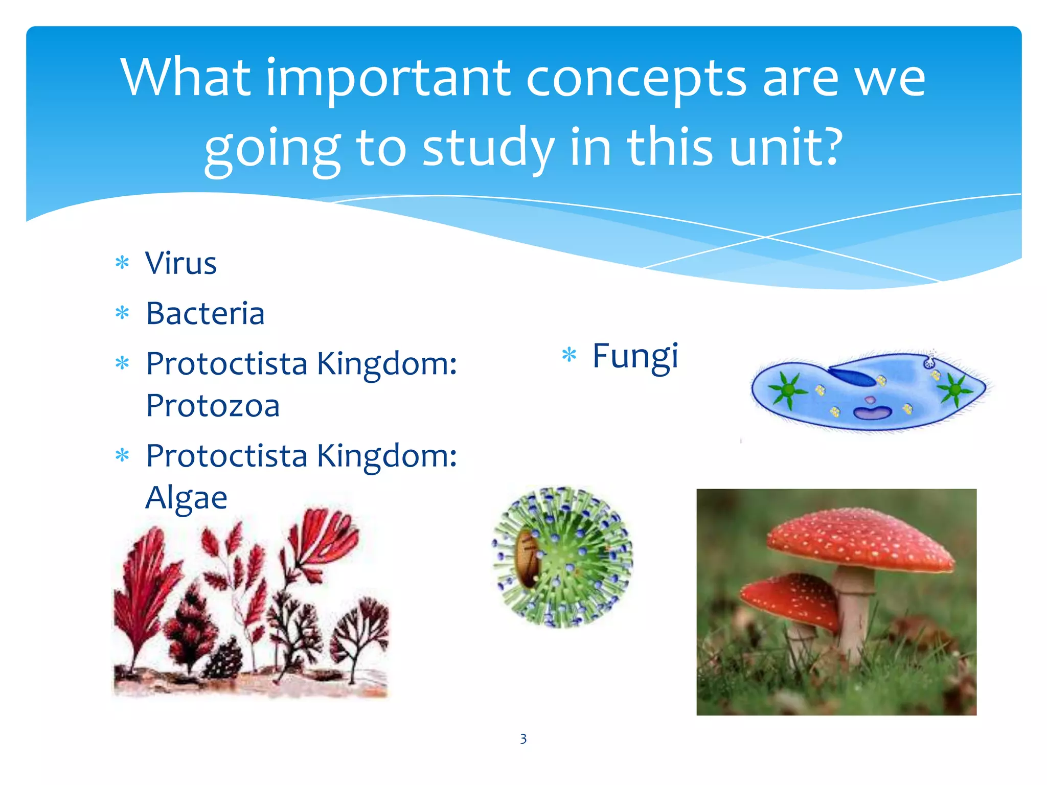 Myp unit introduction microorganisms | PPTX | Biological Sciences | Science