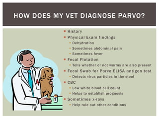 My Puppy Has Parvo! Now What? | PPTX