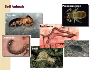 Soil Arthropods
