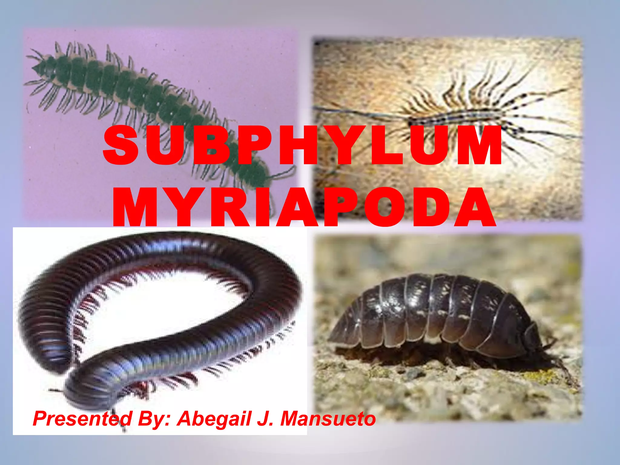 Myriapoda 090602161209-phpapp02 | PPT