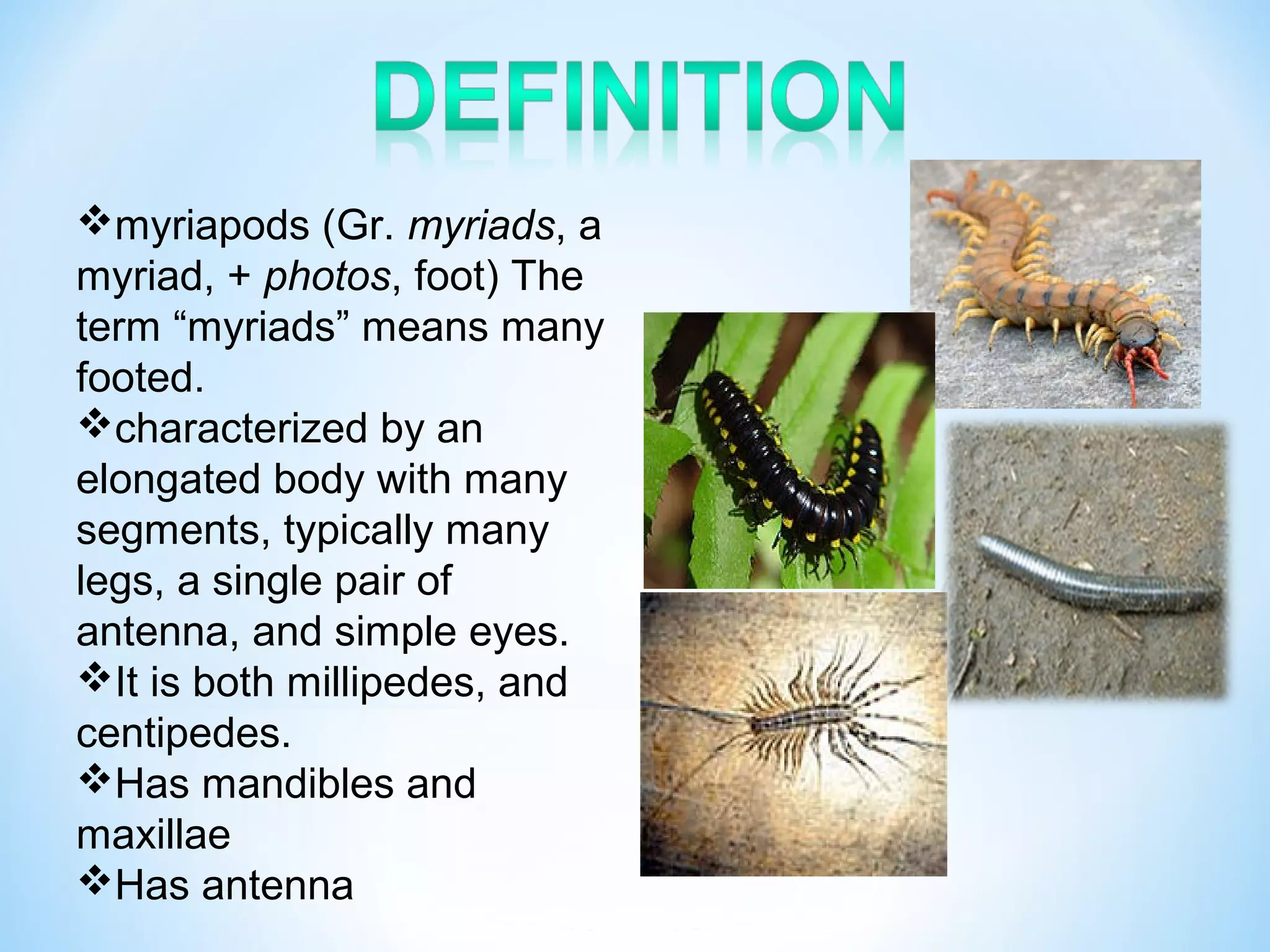 Myriapoda 090602161209-phpapp02 | PPT