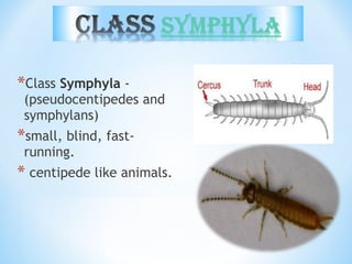 Myriapoda 090602161209-phpapp02 | PPT