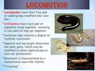 Myriapoda 090602161209-phpapp02 | PPT