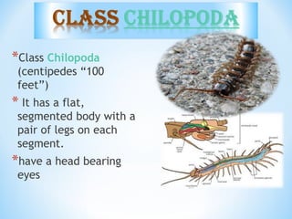 Myriapoda 090602161209-phpapp02 | PPT