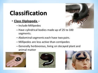 Subphylum Myriapoda Class Diplopoda
