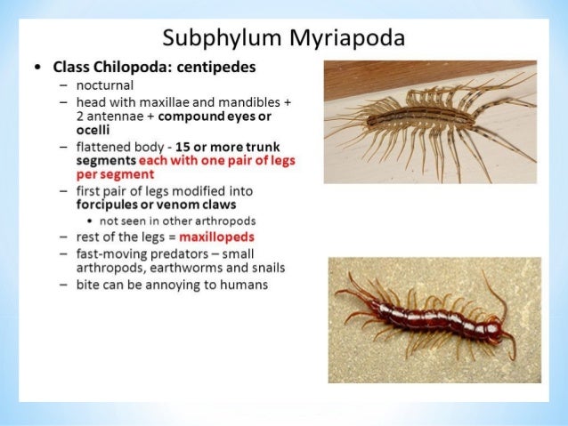 Myriapoda 090602161209-phpapp02