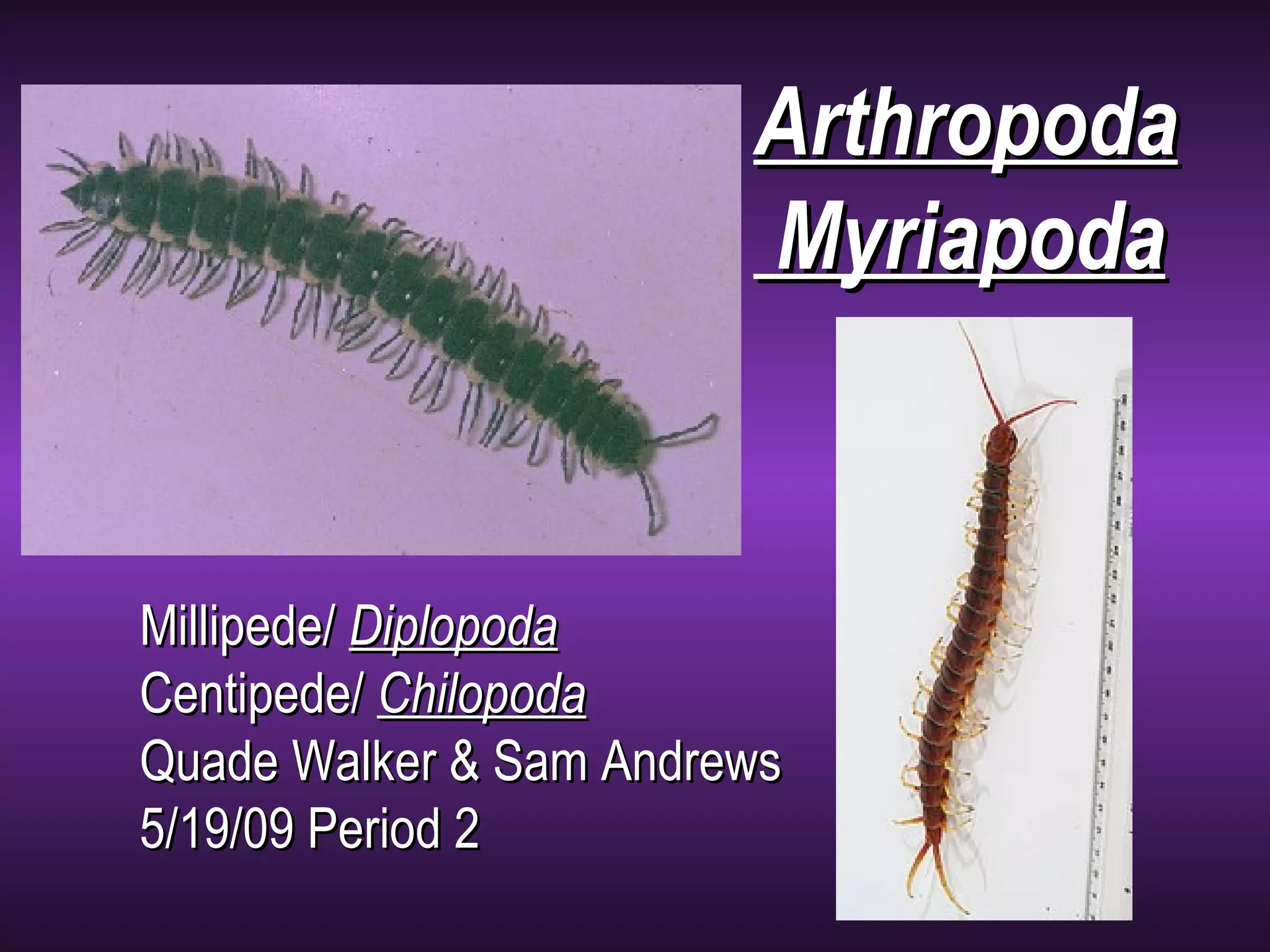 Arthropoda Myriapoda | PPT