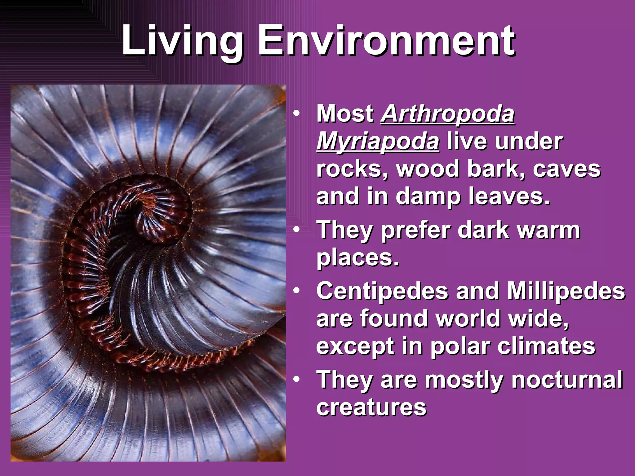 Arthropoda Myriapoda | PPT
