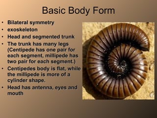 Arthropoda Myriapoda | PPT