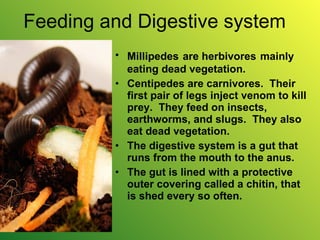 Arthropoda Myriapoda | PPT