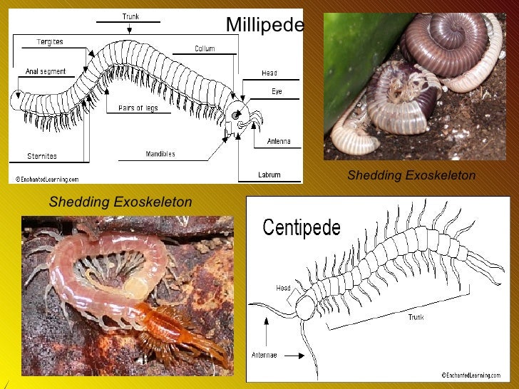 Class Myriapoda