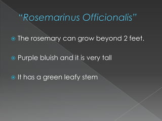 My rosemary project | PPTX