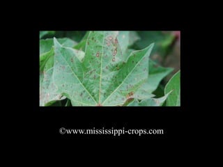 Myrothecium leaf spot of cotton | PPTX