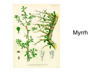 Myrrh Tree Drawing