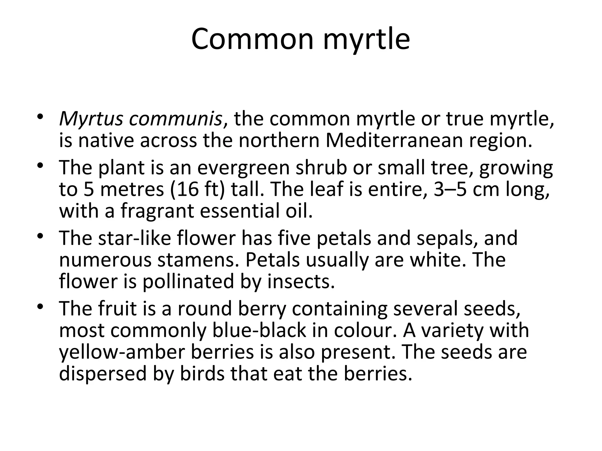 Myrtaceae | PPT