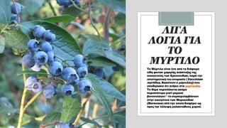 Μύρτιλο | PPT