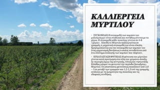 Μύρτιλο | PPT