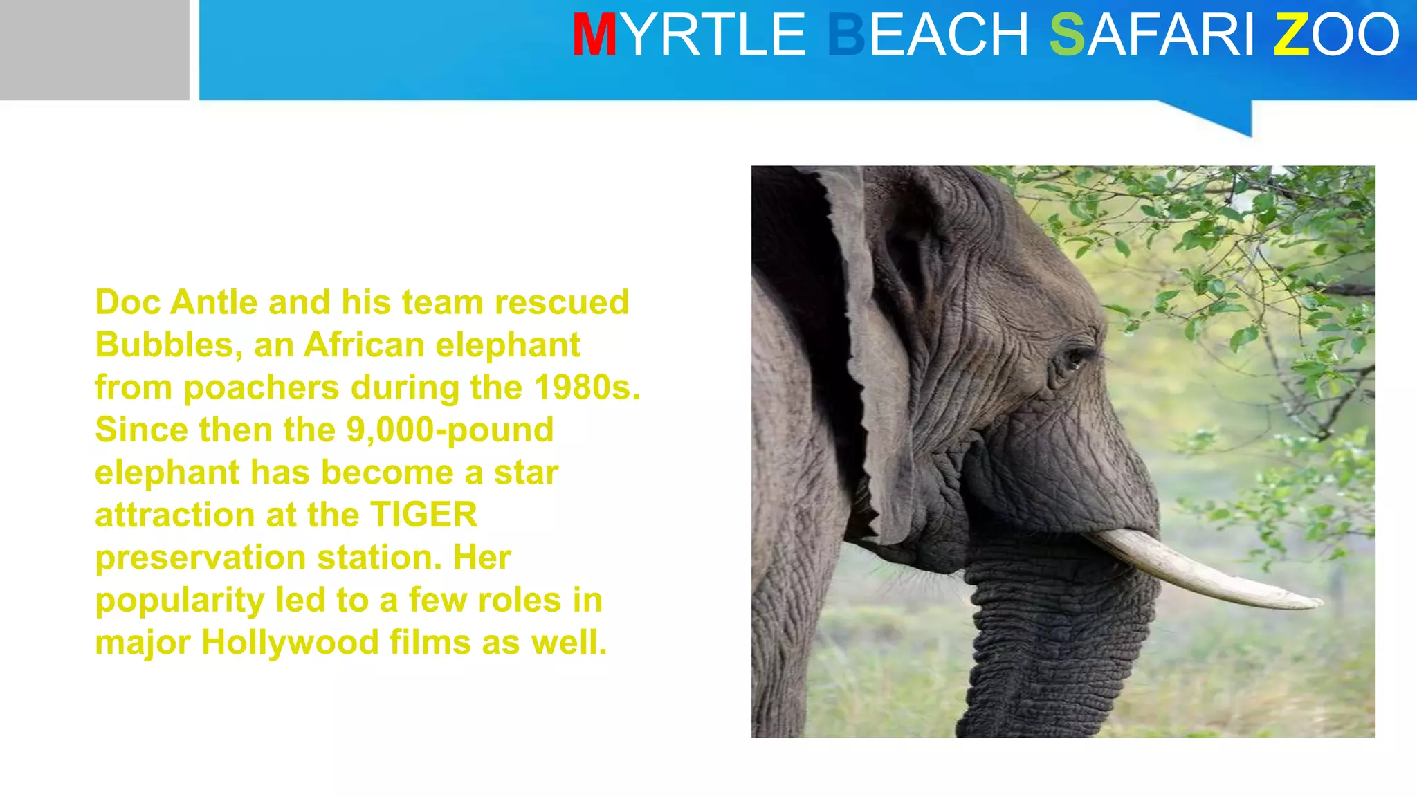 Myrtle beach safari zoo | PPTX