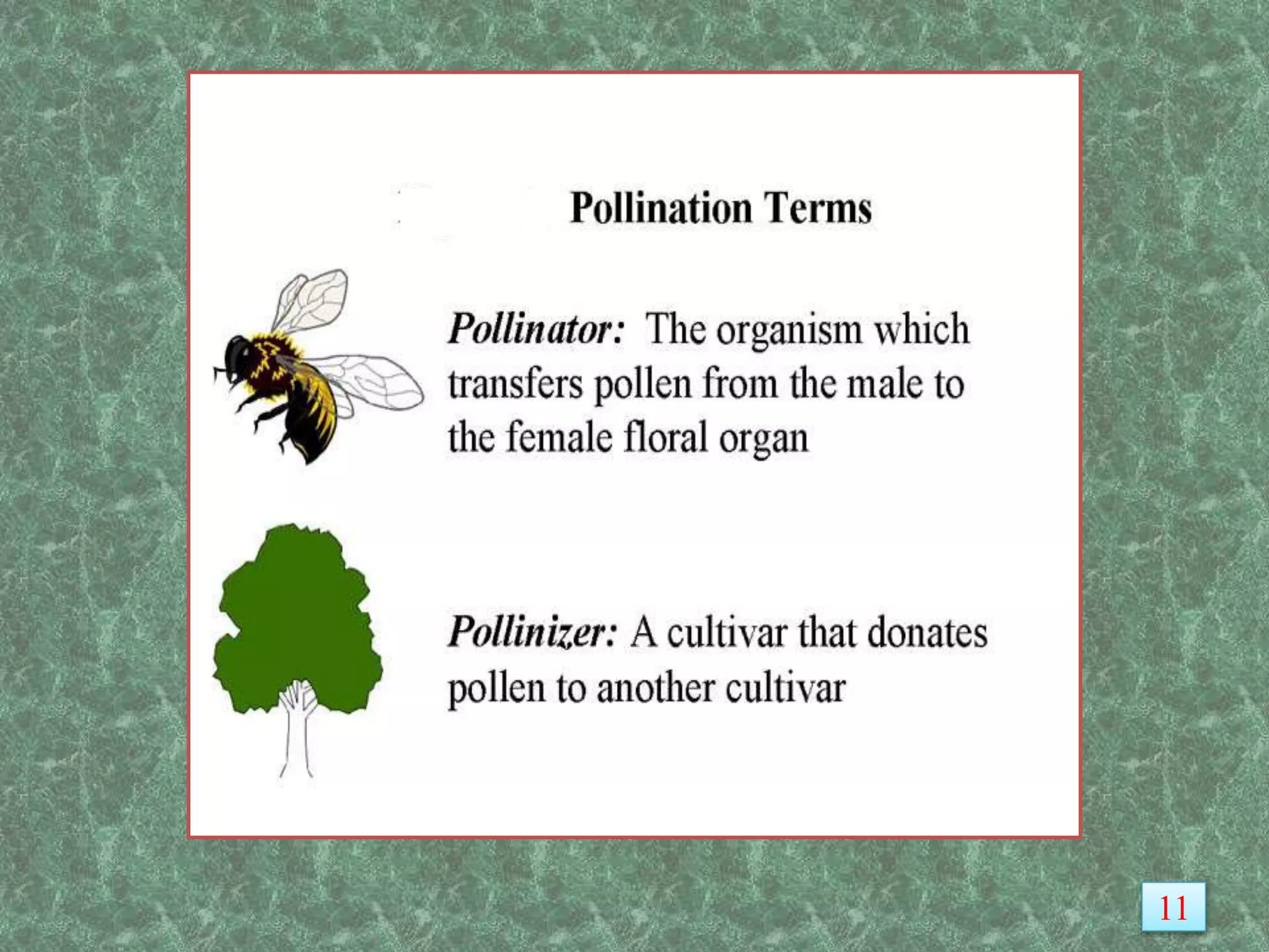 Pollination and pollinizer effects on fruit crops | PPTX