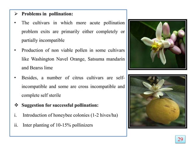 Pollination and pollinizer effects on fruit crops | PPTX