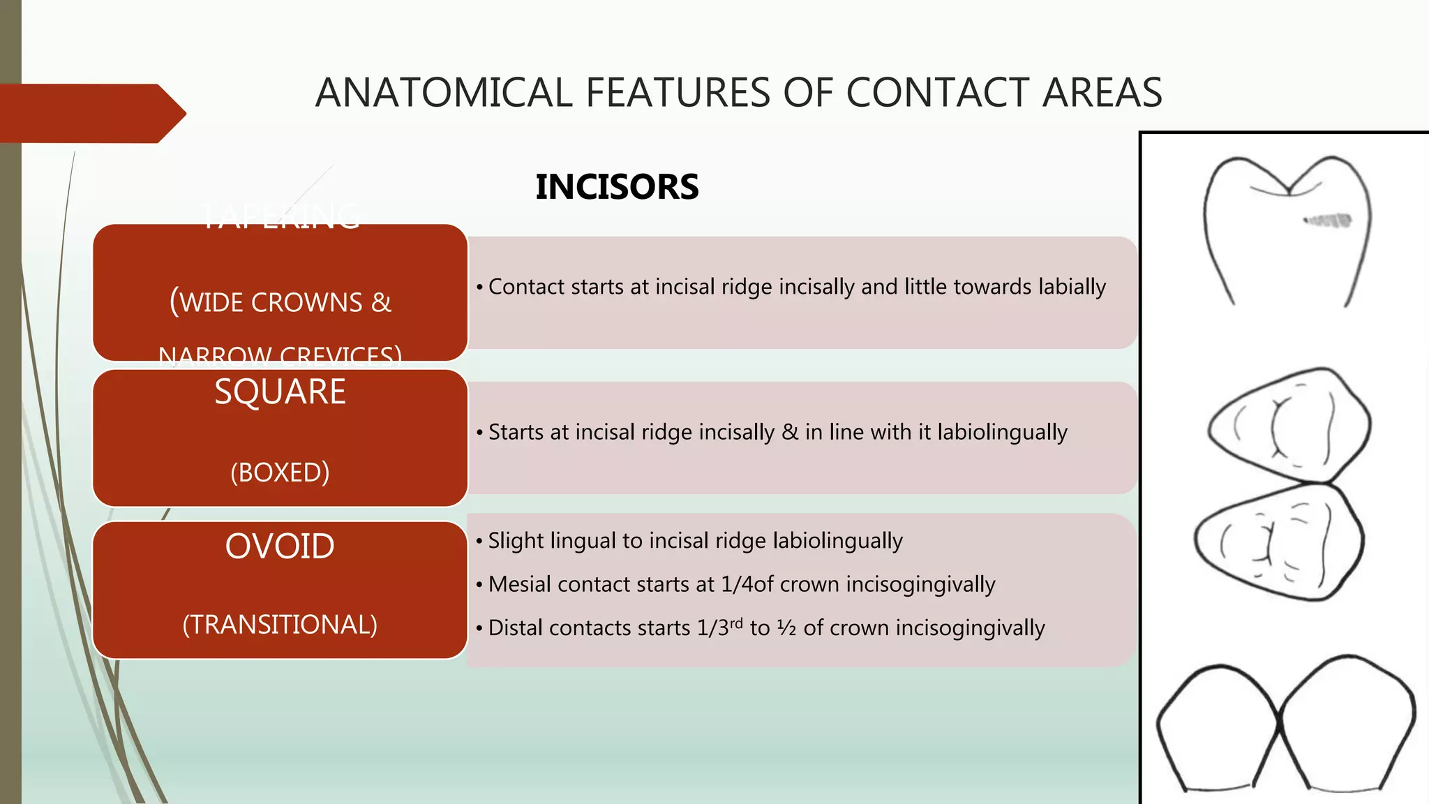 contact and contours | PPTX