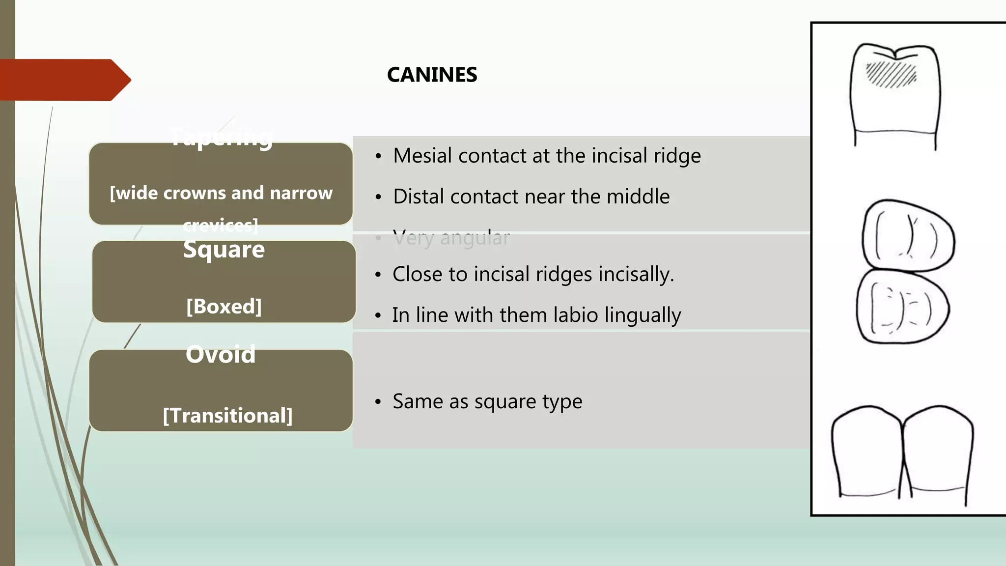 contact and contours | PPTX