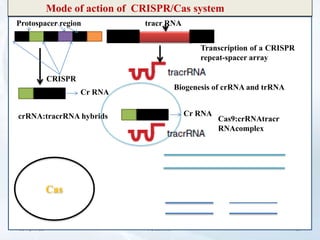 Progress and prospects in plant genome editing | PPTX