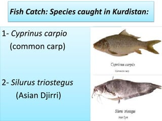 Fisheries and Aquaculture Activities in Kurdistan Region | PPTX