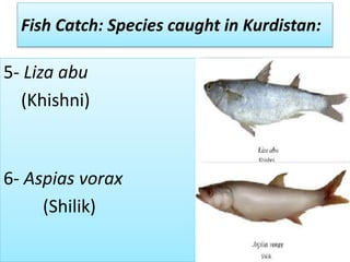 Fisheries and Aquaculture Activities in Kurdistan Region | PPTX