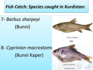 Fisheries and Aquaculture Activities in Kurdistan Region | PPTX