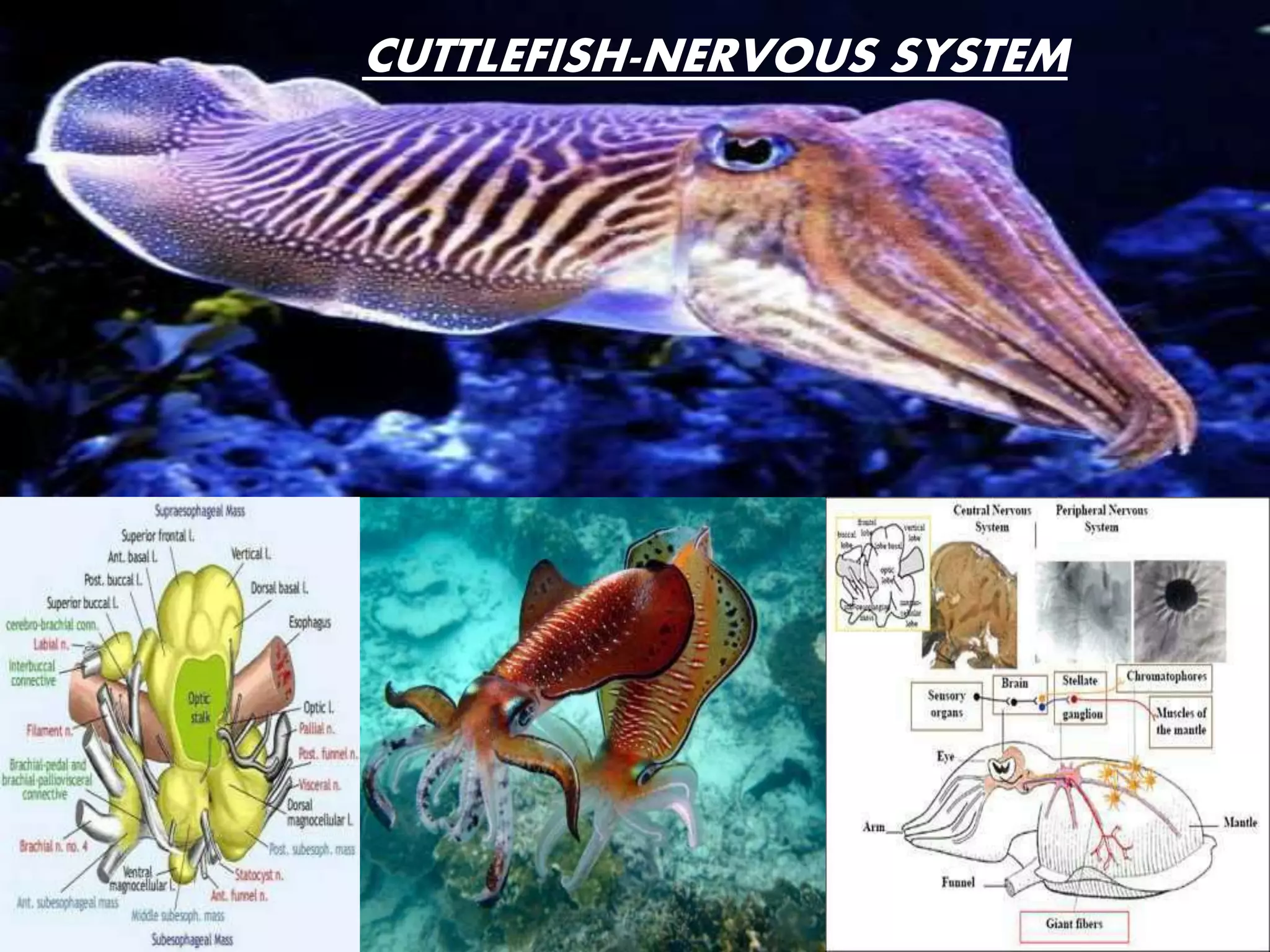nervous system of mollusk cephalopod (cuttlefish) | PPTX