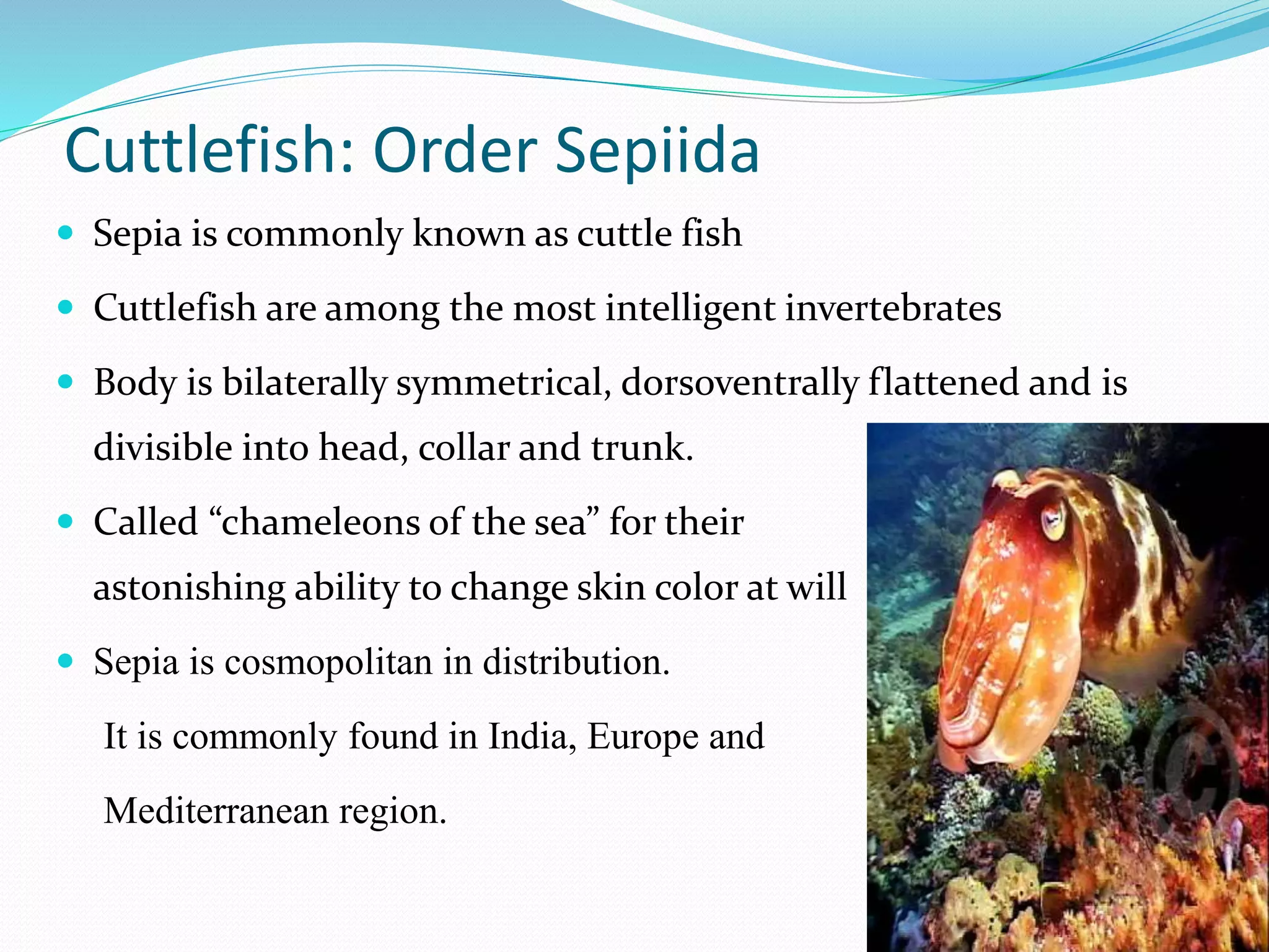 nervous system of mollusk cephalopod (cuttlefish) | PPTX