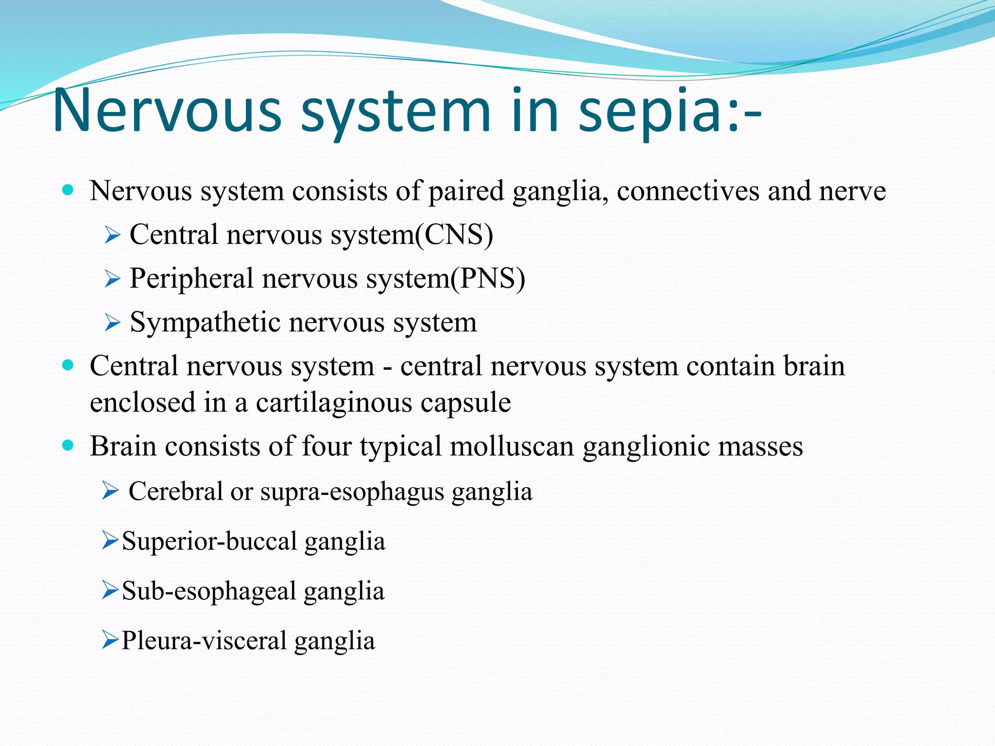 nervous system of mollusk cephalopod (cuttlefish) | PPTX