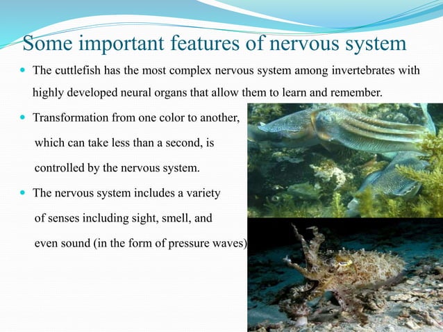 nervous system of mollusk cephalopod (cuttlefish) | PPTX