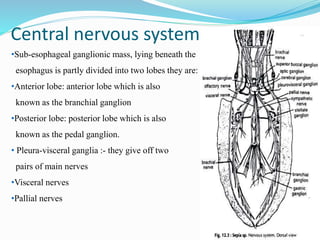 nervous system of mollusk cephalopod (cuttlefish) | PPTX
