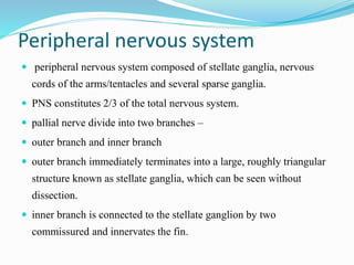 nervous system of mollusk cephalopod (cuttlefish) | PPTX
