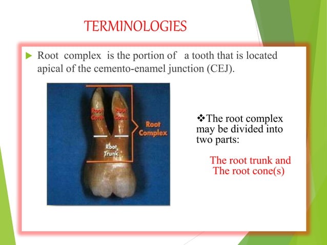 Furcation | PPTX | Dental Health | Diseases and Conditions