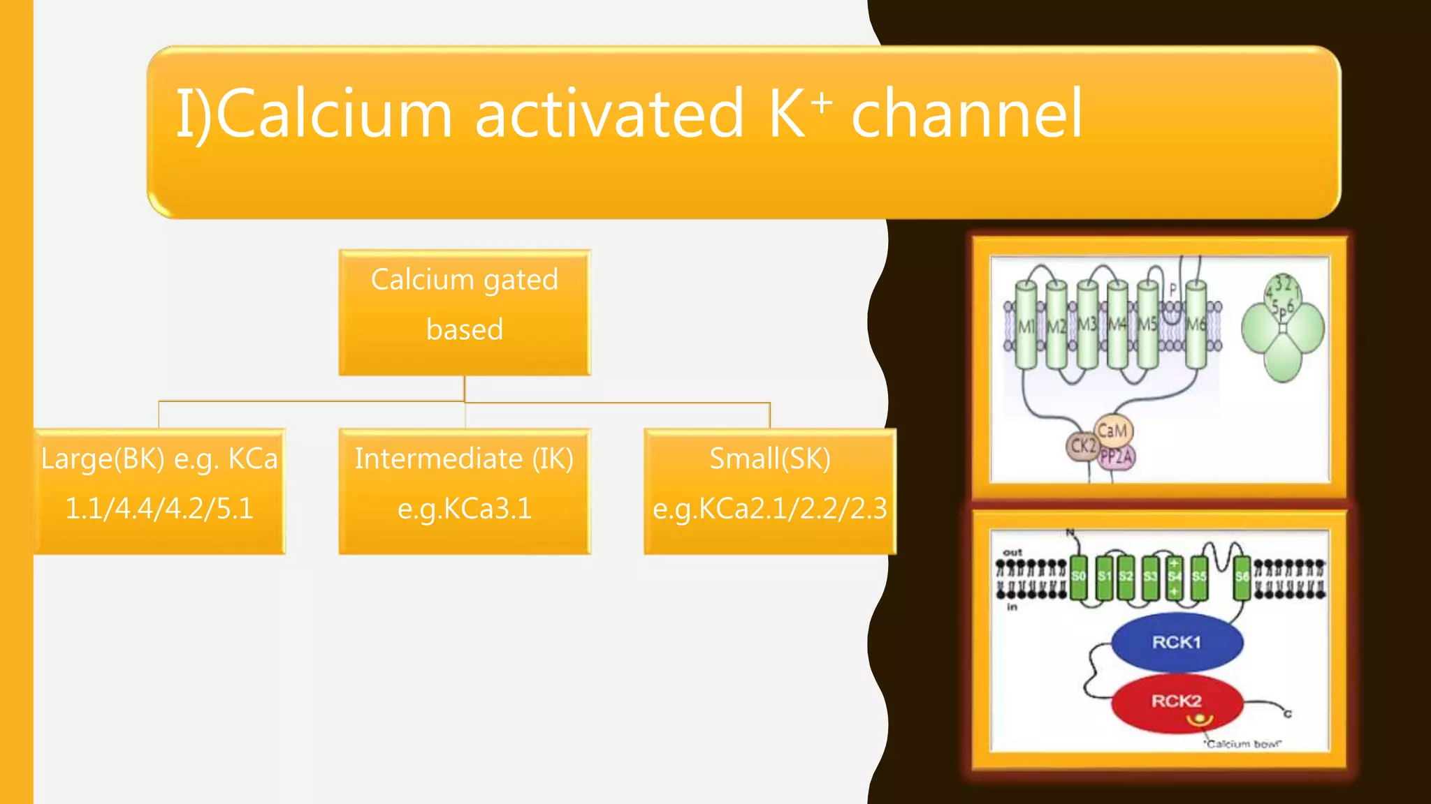 My seminar on potassium channel | PPTX
