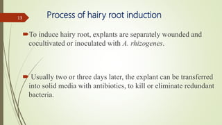 HAIRY ROOT INDUCTION | PPTX