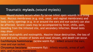 Myiasis ....a parasitic disease. | PPTX