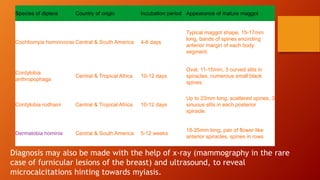Myiasis ....a parasitic disease. | PPTX