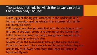 Myiasis ....a parasitic disease. | PPTX