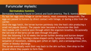 Myiasis ....a parasitic disease. | PPTX
