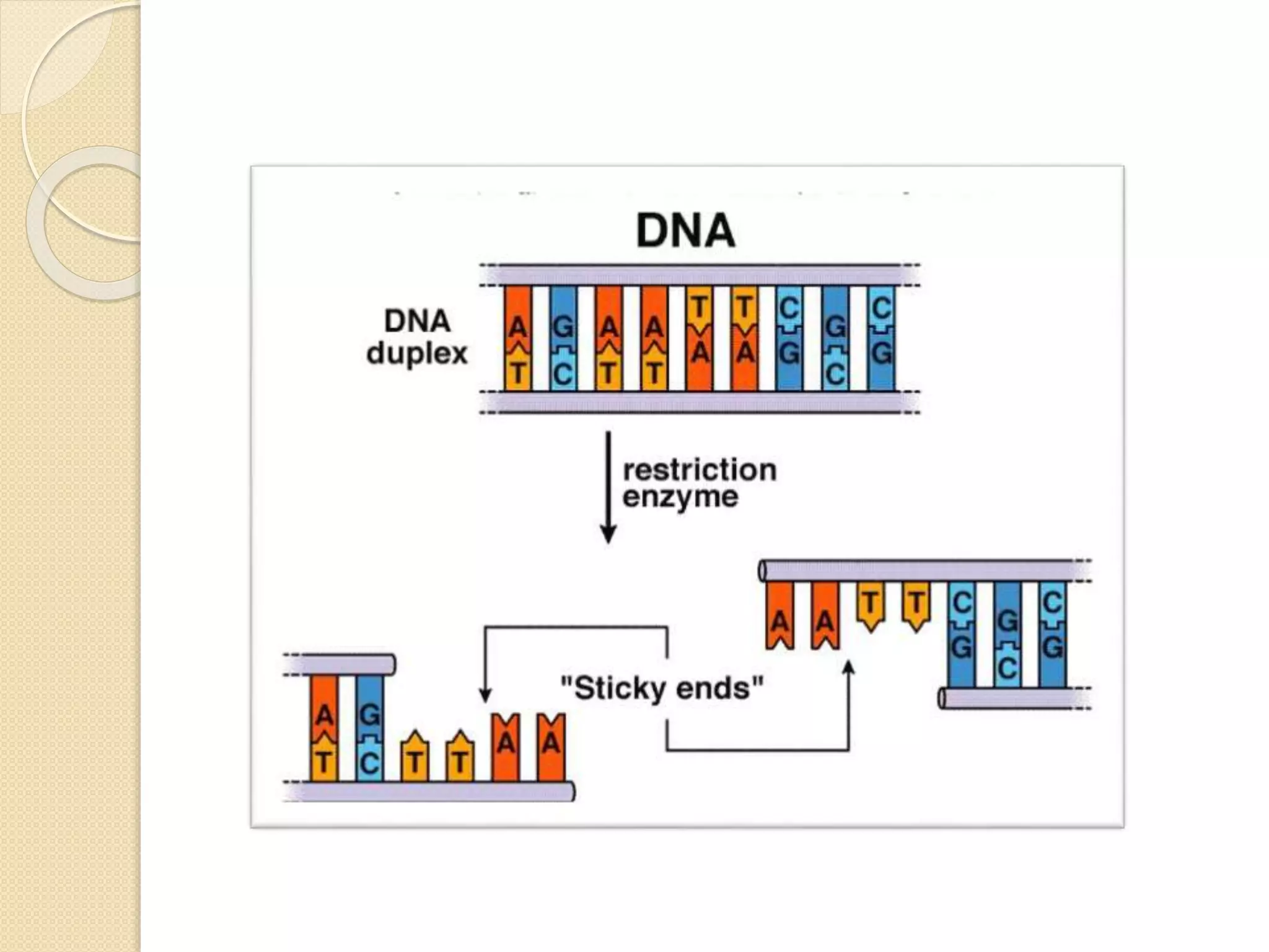 Recombinant DNA Technology and Drug Discovery | PPTX