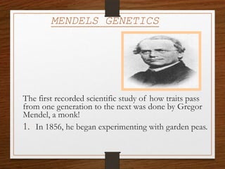 Mendel's genetics | PPTX