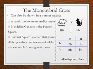 Mendel's genetics | PPTX