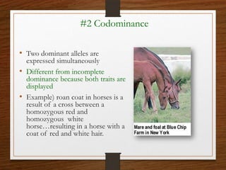 Mendel's genetics | PPTX