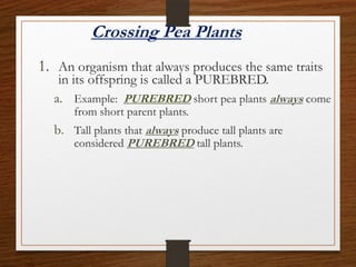 Mendel's genetics | PPTX
